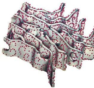 reticulo endoplasmatico rugoso.jpg :: SISTEMAS MEMBRANOSOS